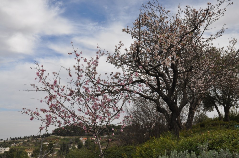 Almond Blossoms on Tu Bishvat | Israel Tours