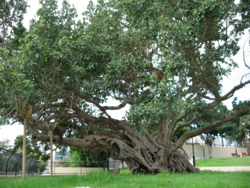 What Tree is the Sycamine? | Israel Tours