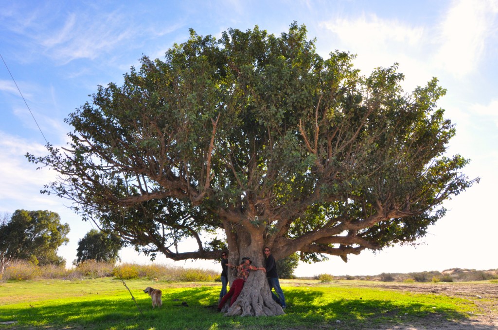 Trees on Tu Bishvat – Carob | Israel Tours