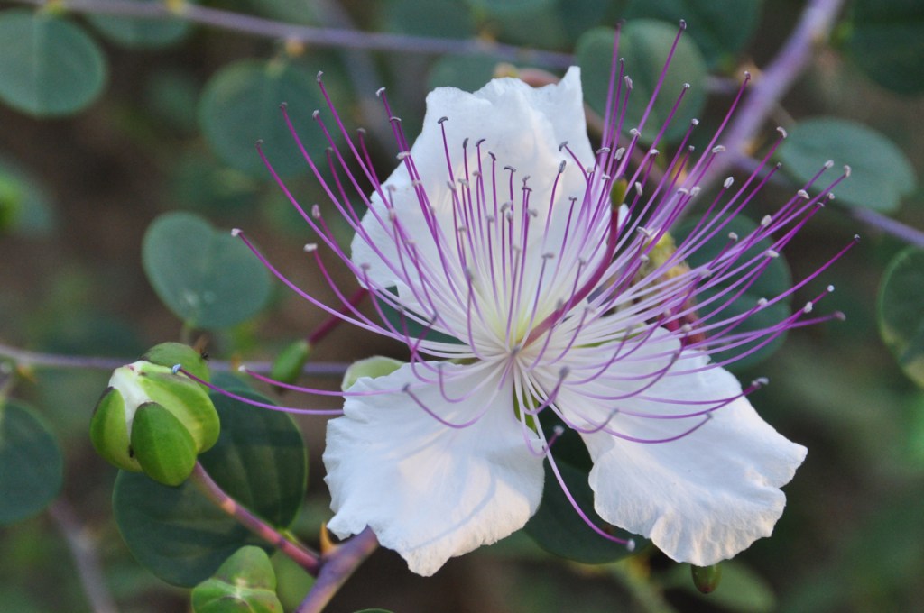 Flora of Israel – Caper | Israel Tours