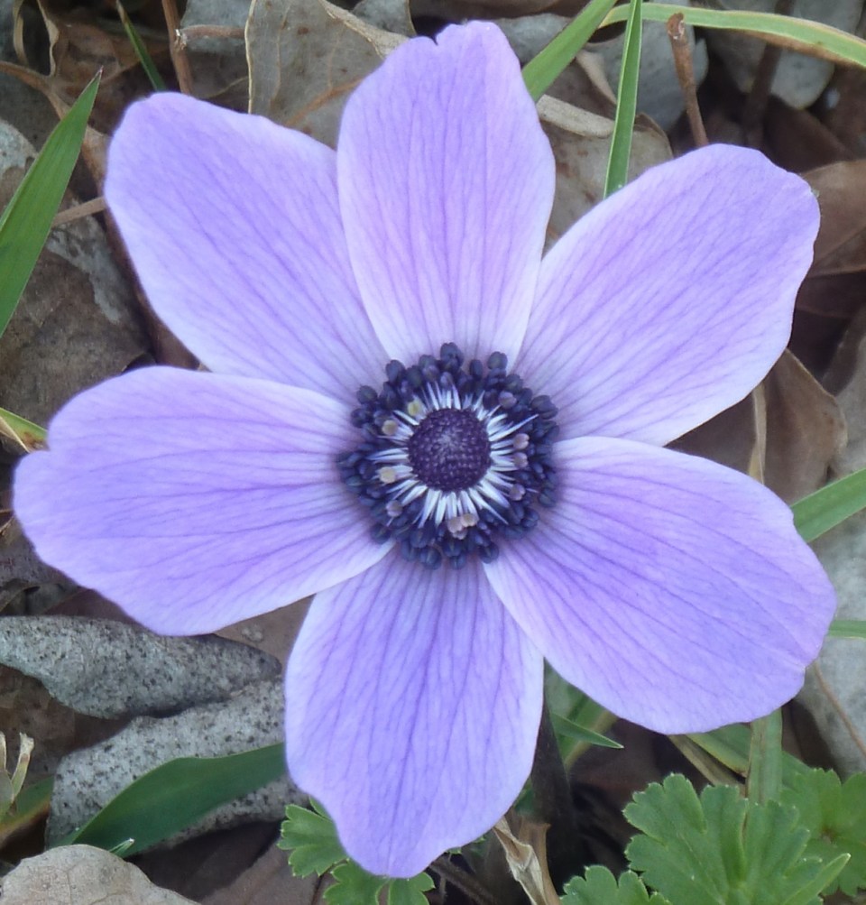 Wildflowers | Israel Tours
